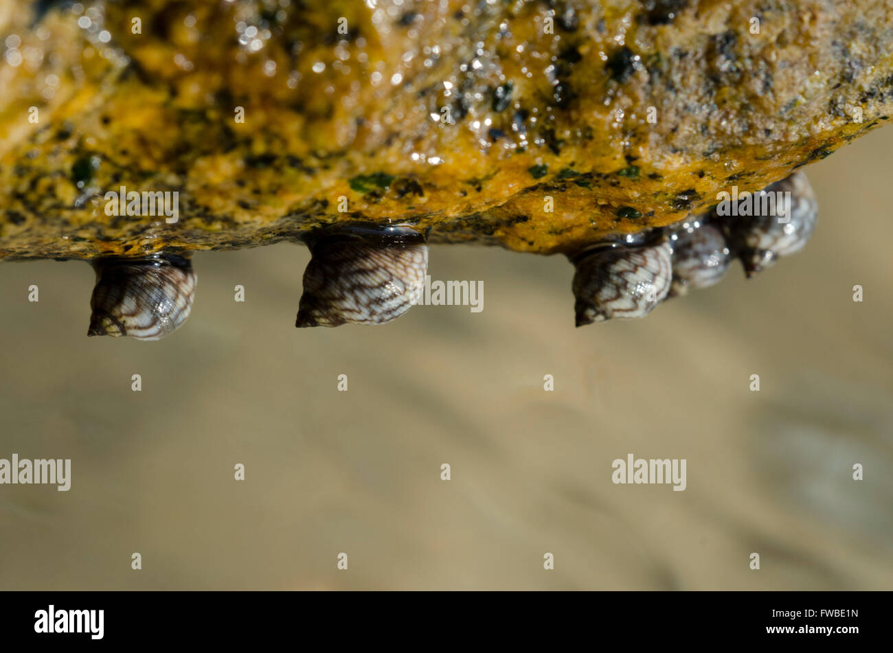 Sea water snail hi-res stock photography and images - Alamy