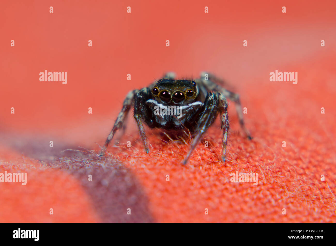 Fluffy spider hi-res stock photography and images - Alamy
