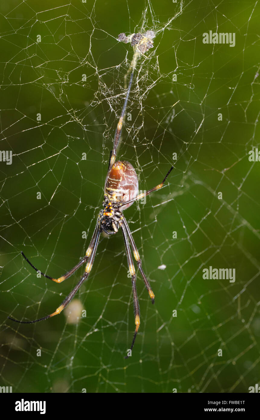 Fluffy spider hi-res stock photography and images - Alamy