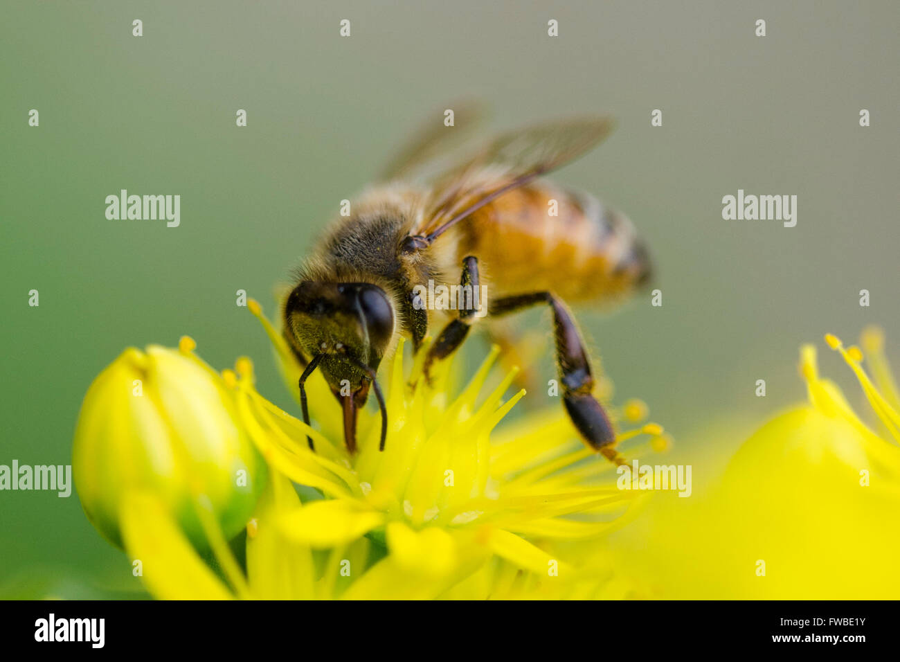 Bee eye close up hi-res stock photography and images - Alamy