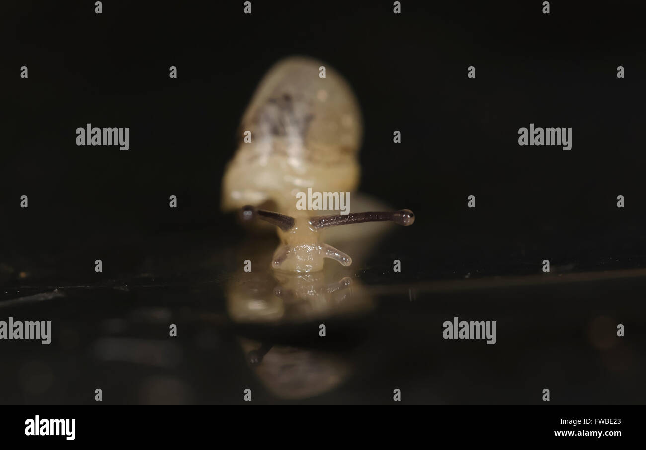 Jungle snail hi-res stock photography and images - Alamy