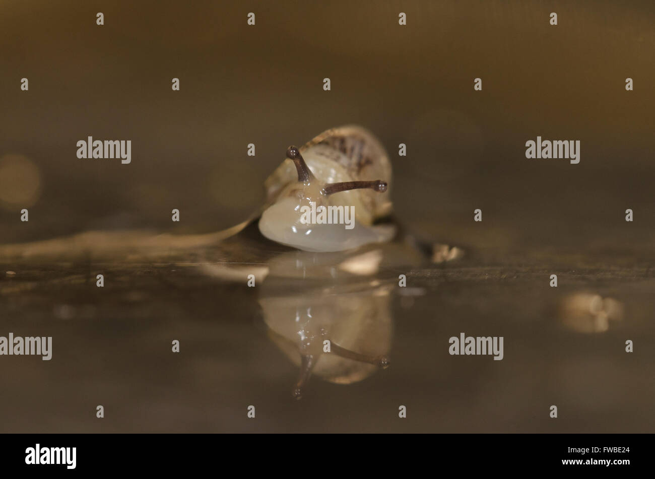 Snail eyes hi-res stock photography and images - Alamy