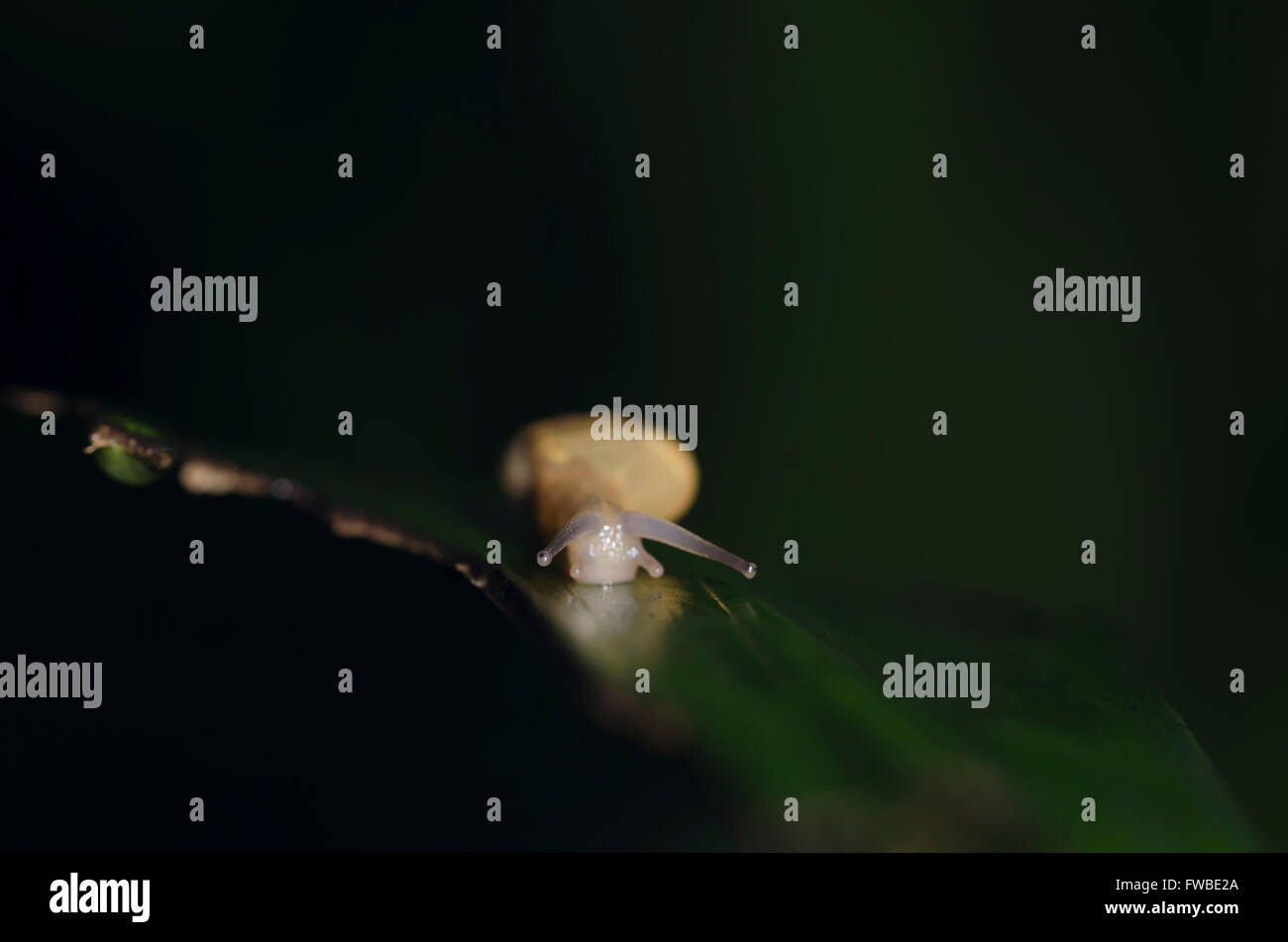 Jungle snail hi-res stock photography and images - Alamy