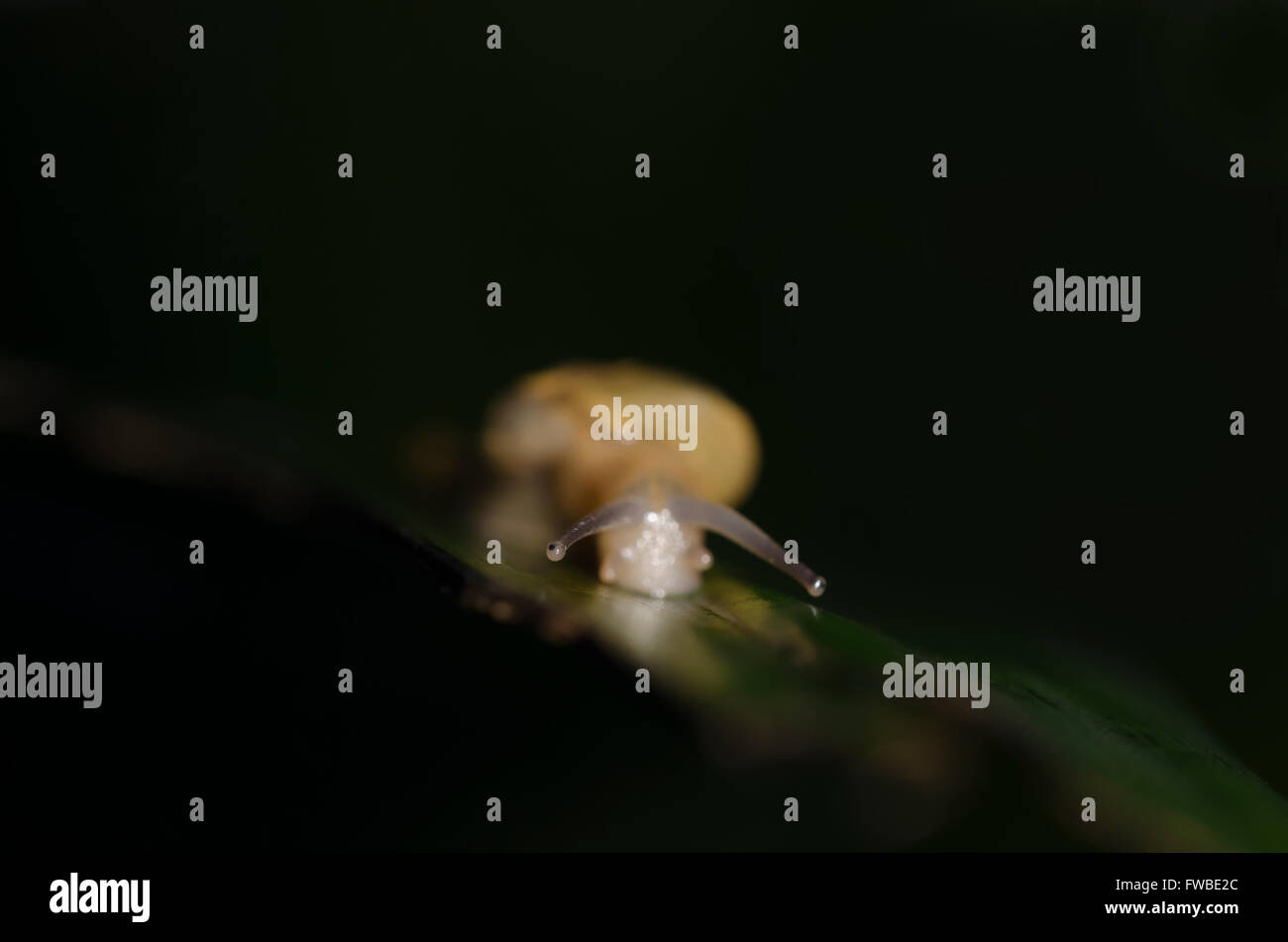Jungle snail hi-res stock photography and images - Alamy