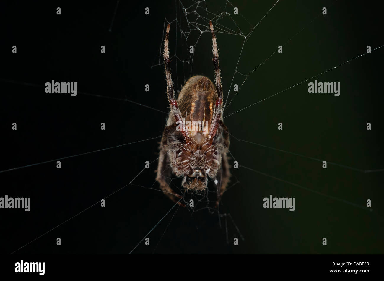 Fluffy spider hi-res stock photography and images - Alamy