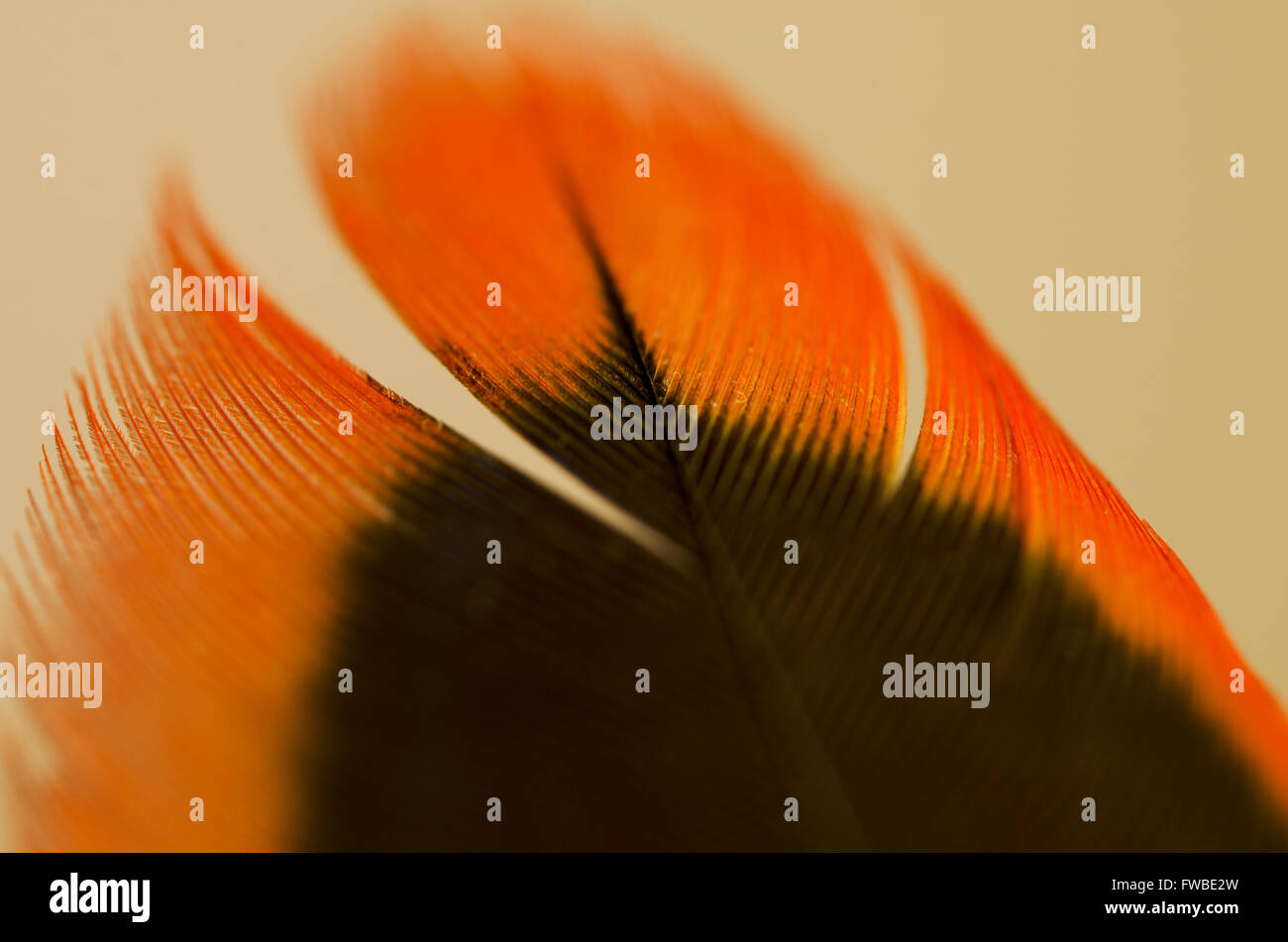 Parrot feathers, macro hi-res stock photography and images - Alamy