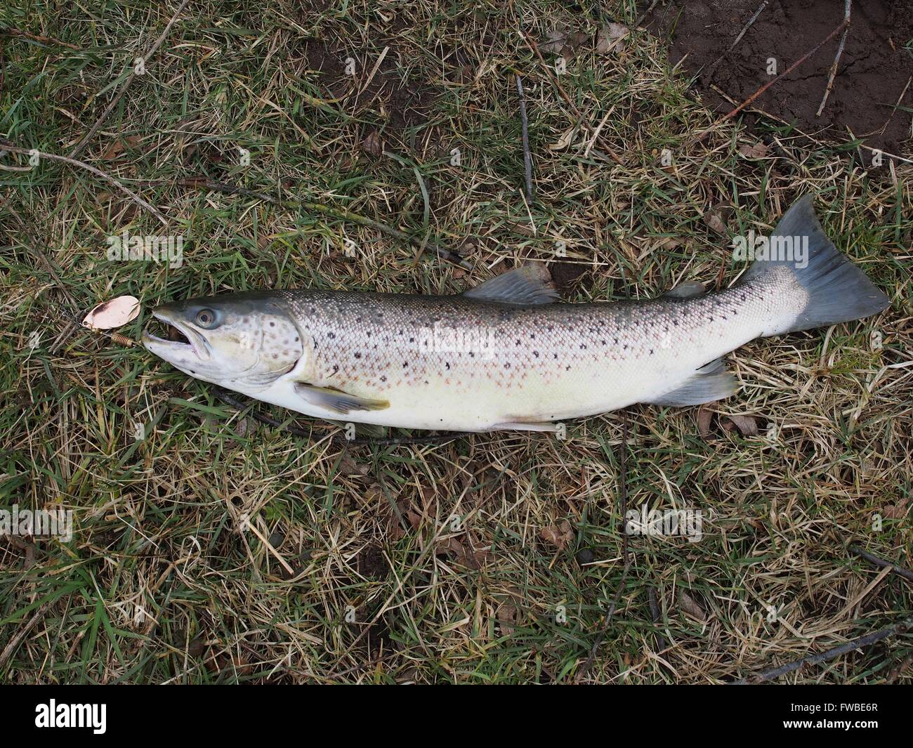 big salmon and wobbler on dry grass background Stock Photo - Alamy