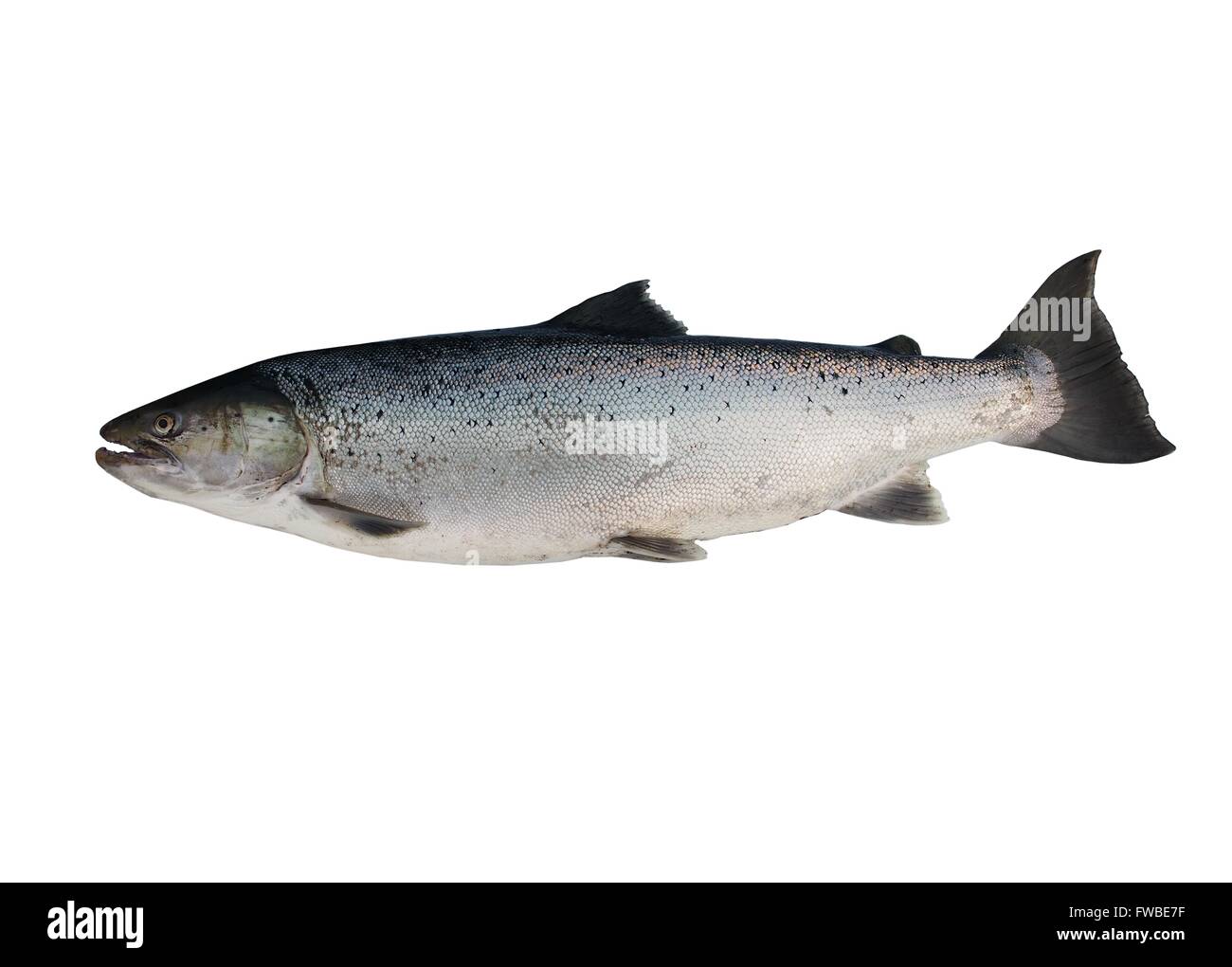 Meat salmon fish big Cut Out Stock Images & Pictures - Alamy