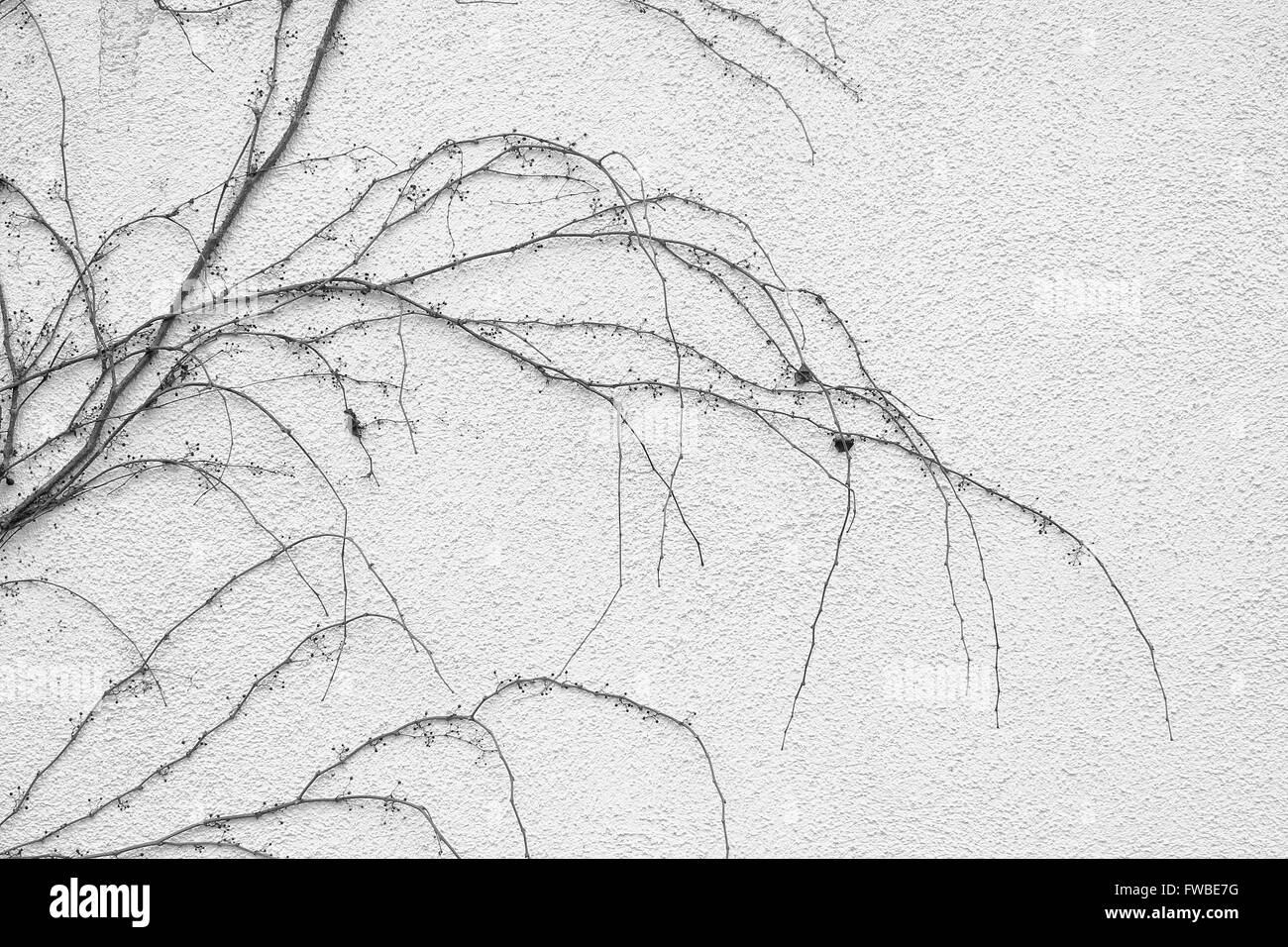 Tendril Black and White Stock Photos & Images - Alamy