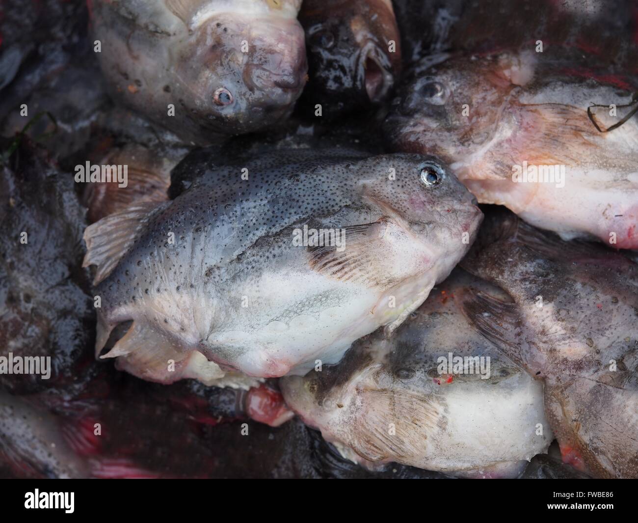 cyclopterus lumpus hen-fish background close up Stock Photo - Alamy