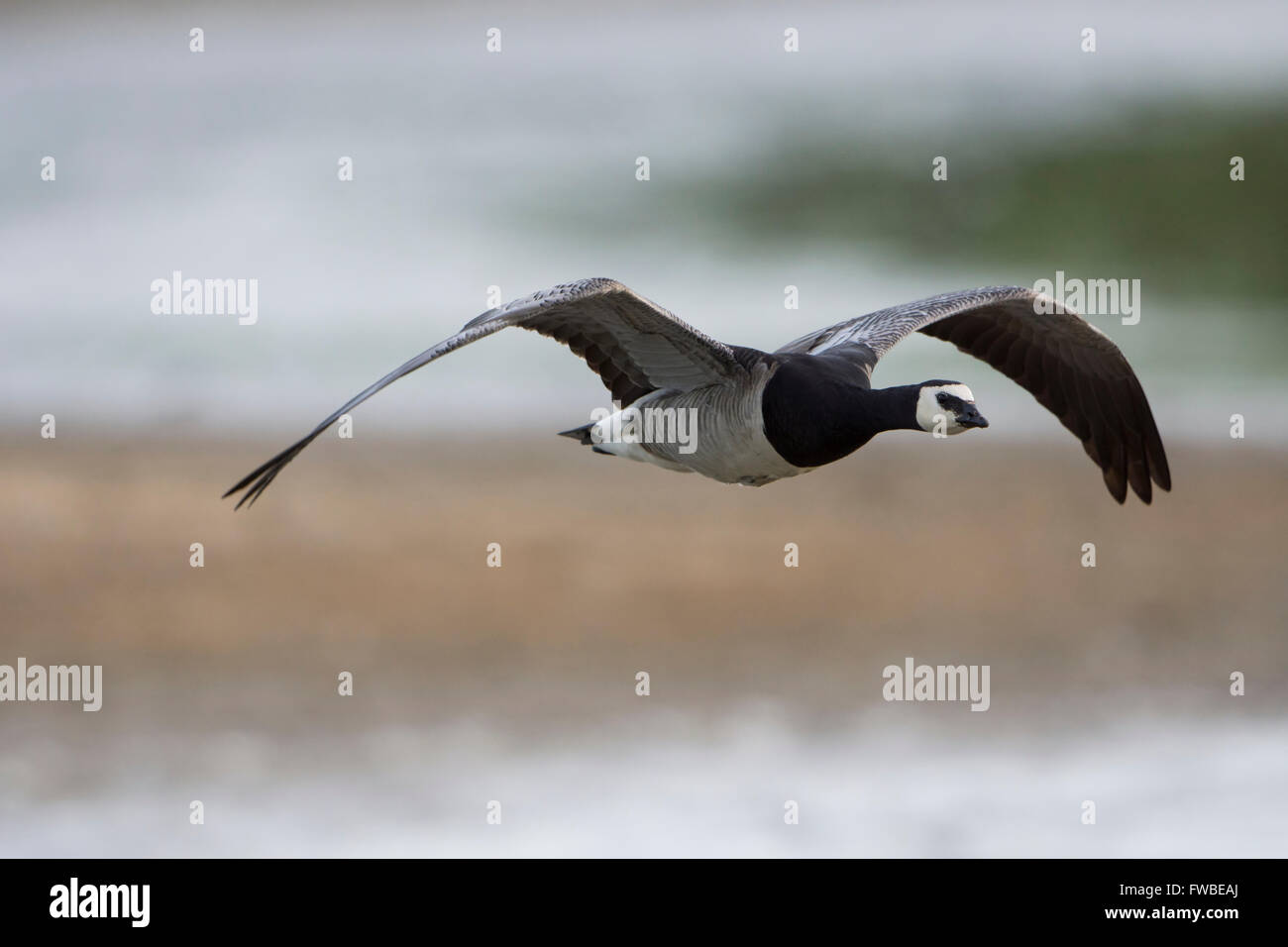 A Single Barnacle Goose (Branta leucopsis) in flight across the scrap ...
