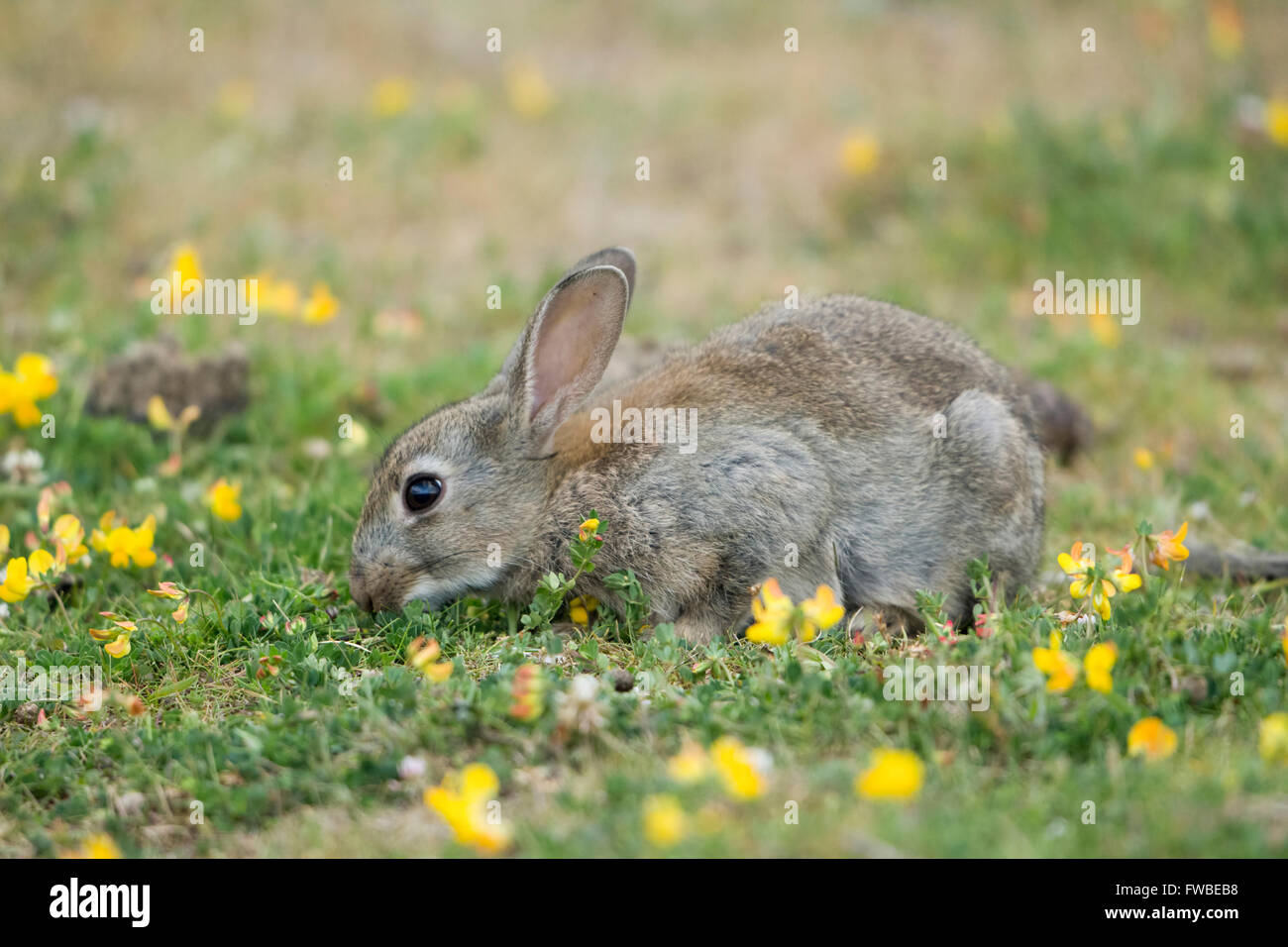 Nibbles grass hi-res stock photography and images - Alamy