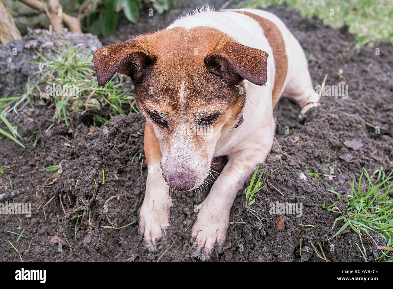 jack russel dog digging Stock Photo - Alamy
