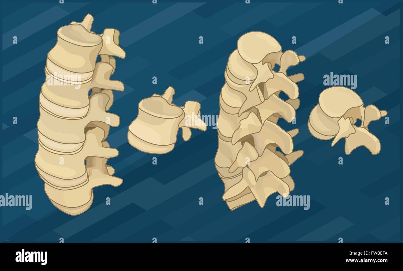 Isometric anatomy concept human Stock Vector Images - Alamy