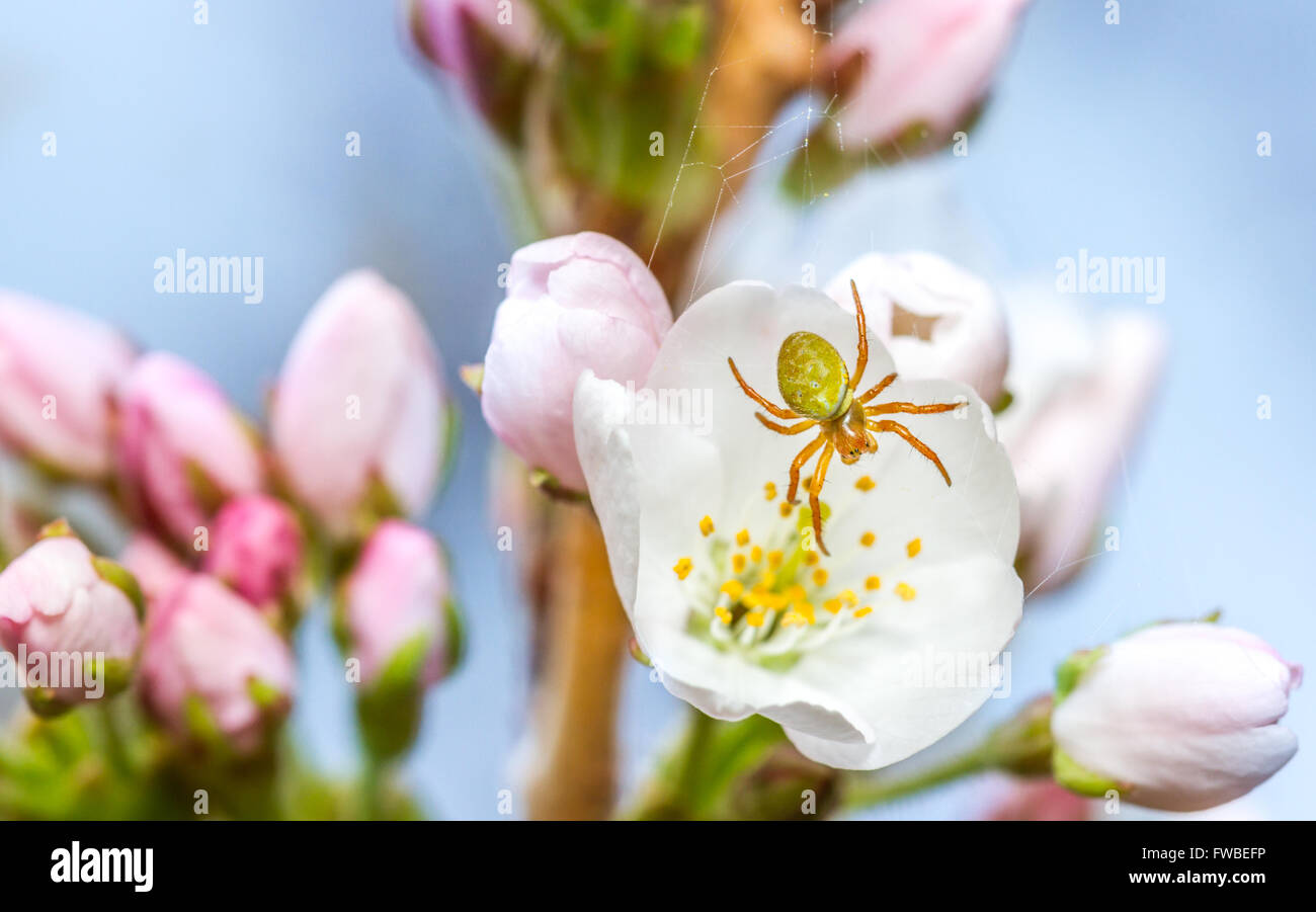 Cucumber Green spider (Araniella species) on cherry blossom. Spider has ...