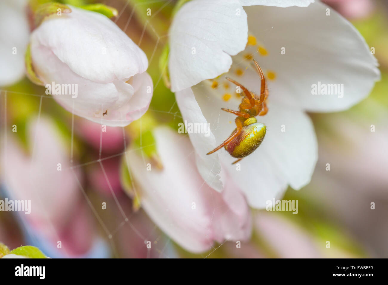 Cucumber Green spider (Araniella species) on cherry blossom. Spider has ...