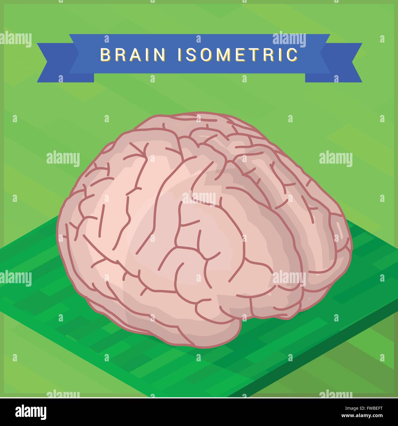 Lateral of human brain flat Stock Vector Image & Art - Alamy