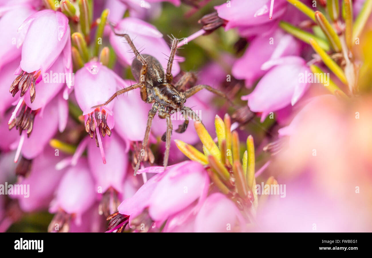 Male wolf spider hunting among the flowers of a bell heather Stock ...