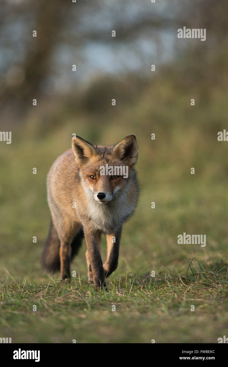 Relaxed Red Fox / Rotfuchs ( Vulpes vulpes ) walks slowly over a mowed ...