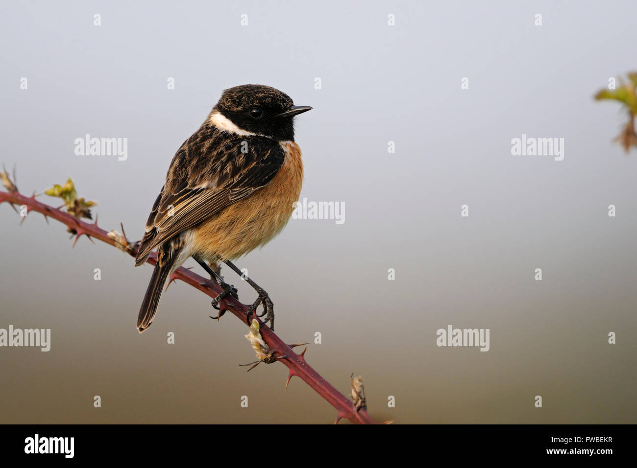 Male european stonechat sitting on hi-res stock photography and images ...
