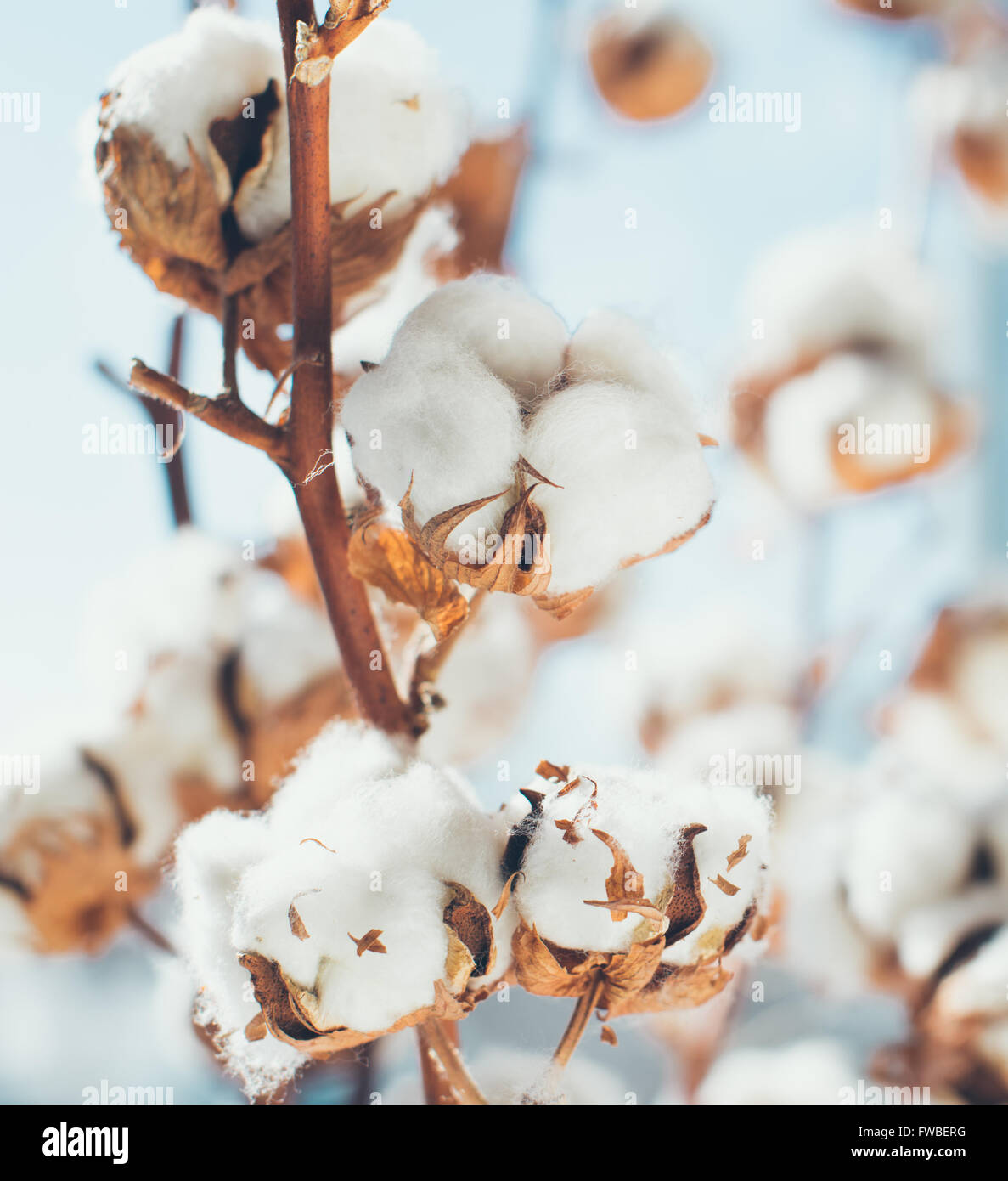 Cotton crop landscape with copy space area Stock Photo - Alamy