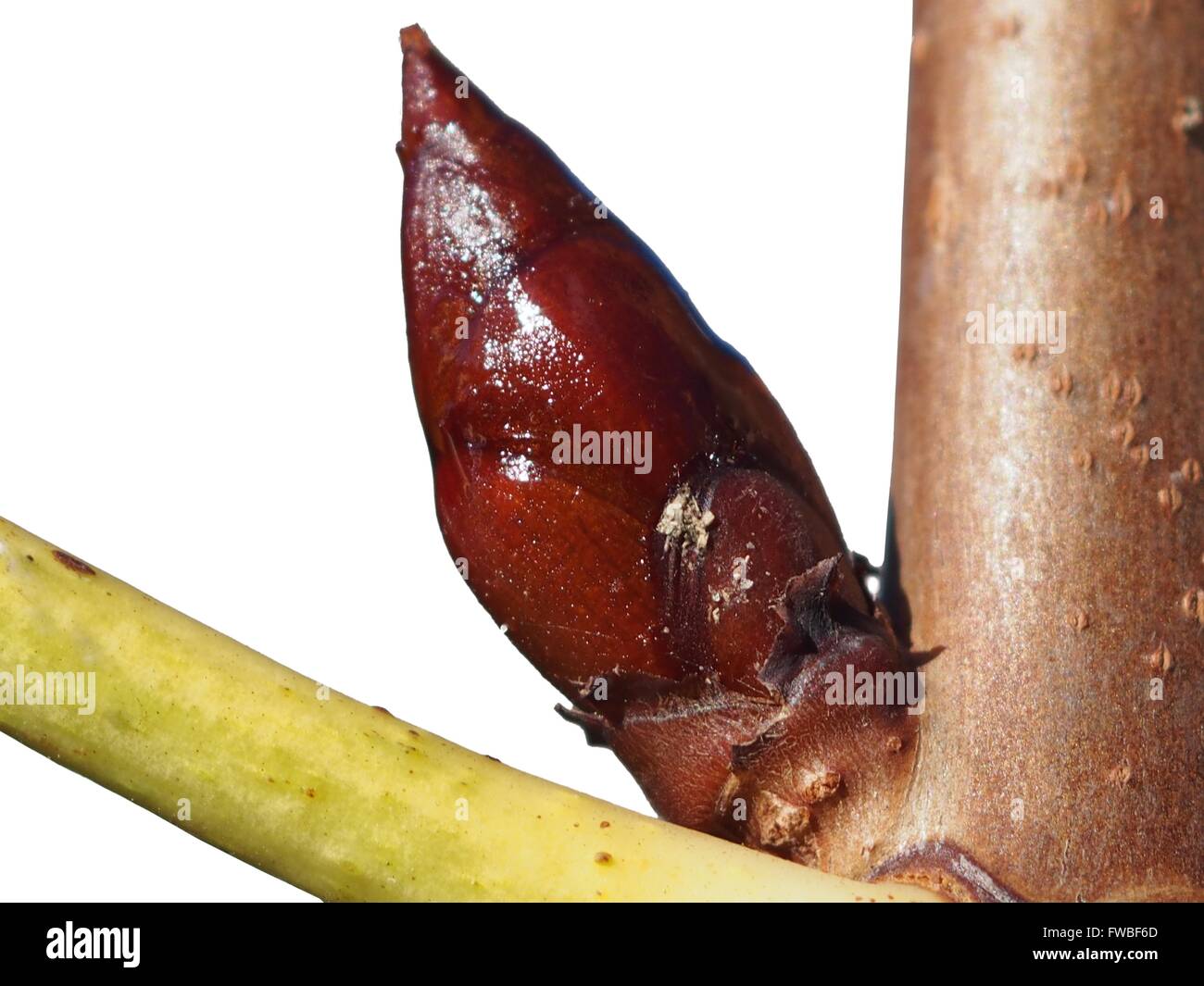 Young fresh chestnut tree hi-res stock photography and images - Alamy