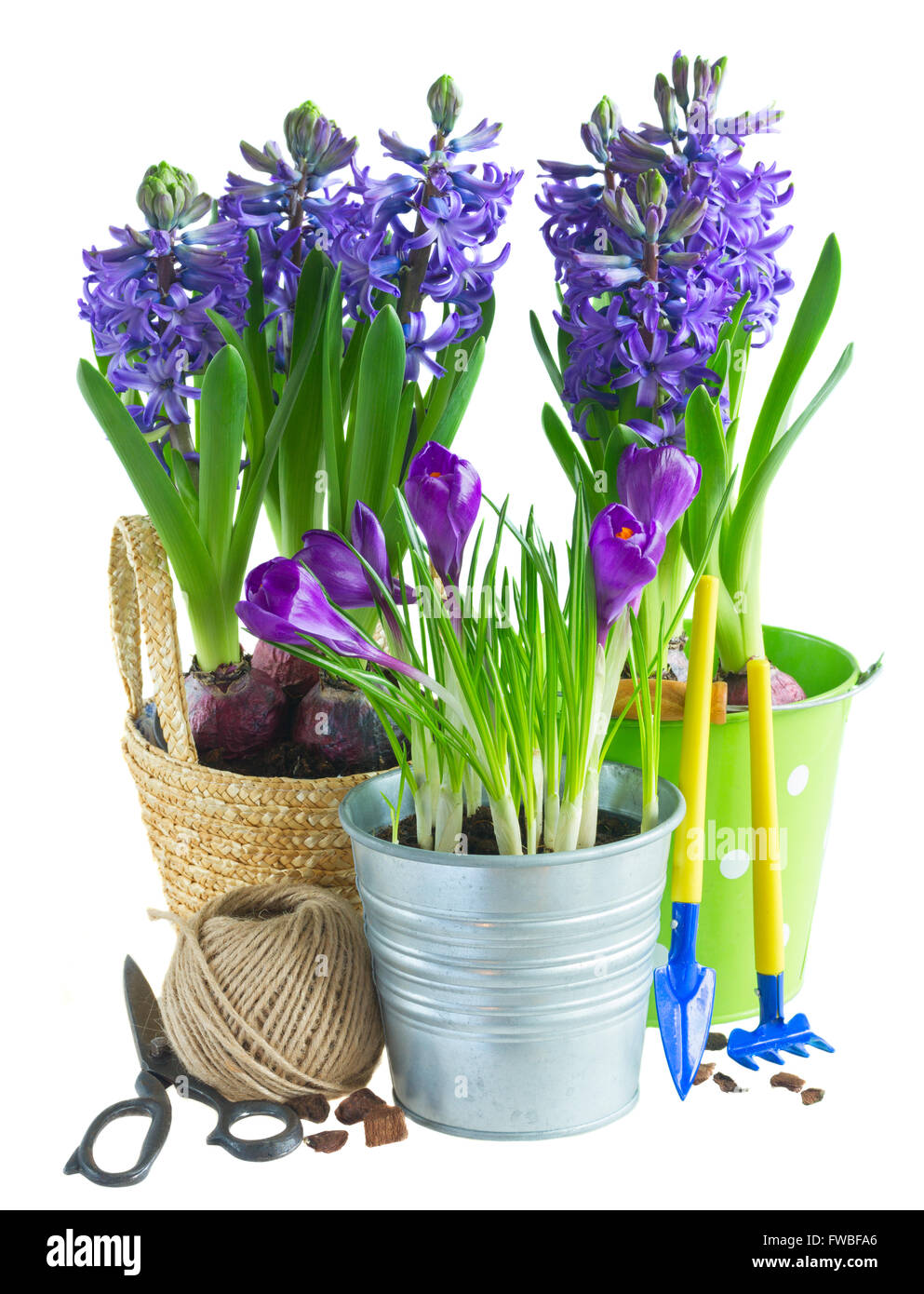 Spring flowers in pots Stock Photo - Alamy