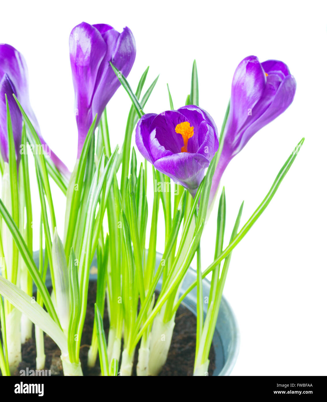 Purple crocus flowers Stock Photo - Alamy