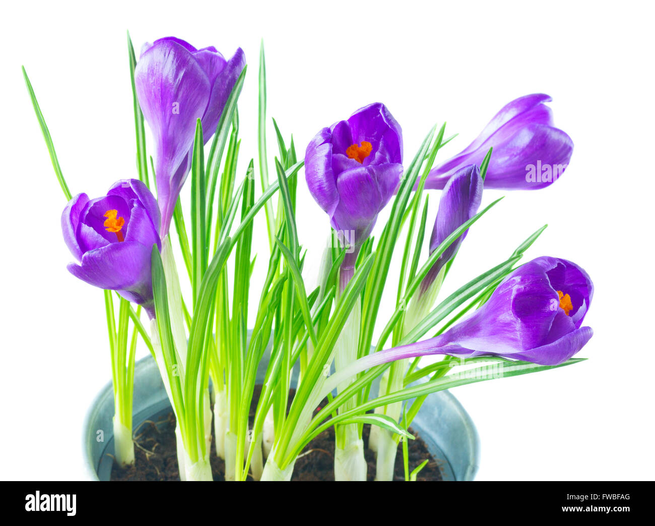 Purple crocus cutout hi-res stock photography and images - Alamy