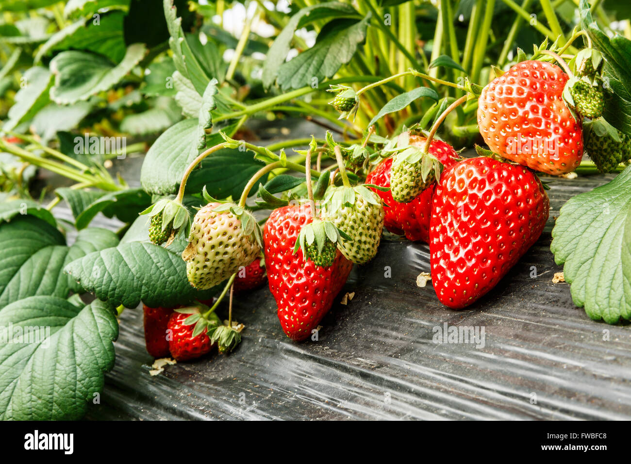 Fruit plantation hi-res stock photography and images - Alamy
