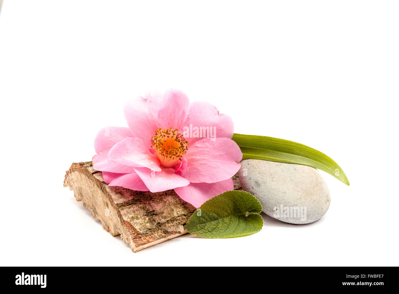 Pebbles and trunk with flower theme for Ayurveda on an white background ...