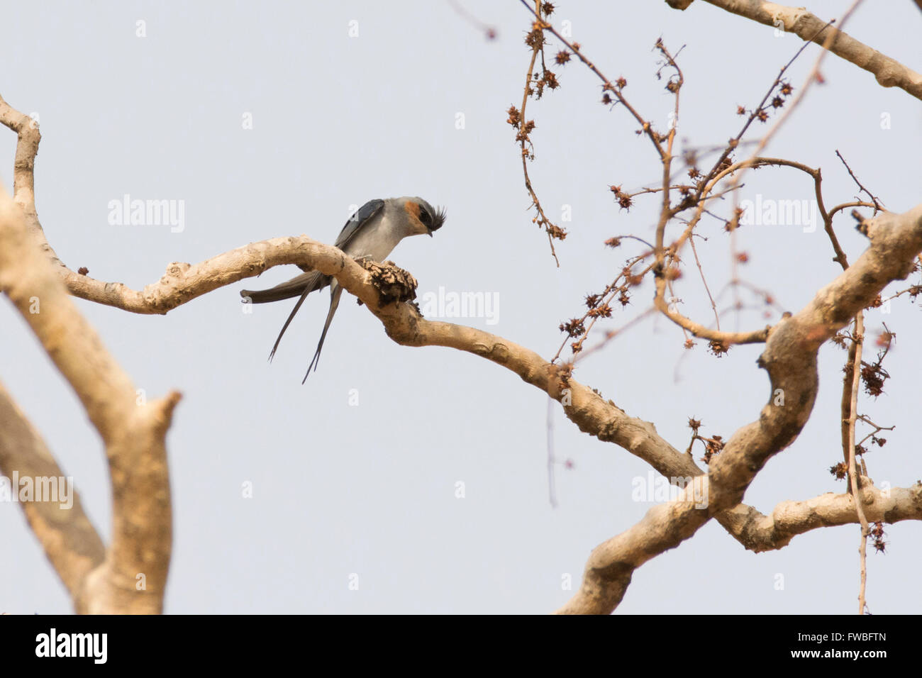 A male crested treeswift (Hemiprocne coronata) on its tiny nest at ...