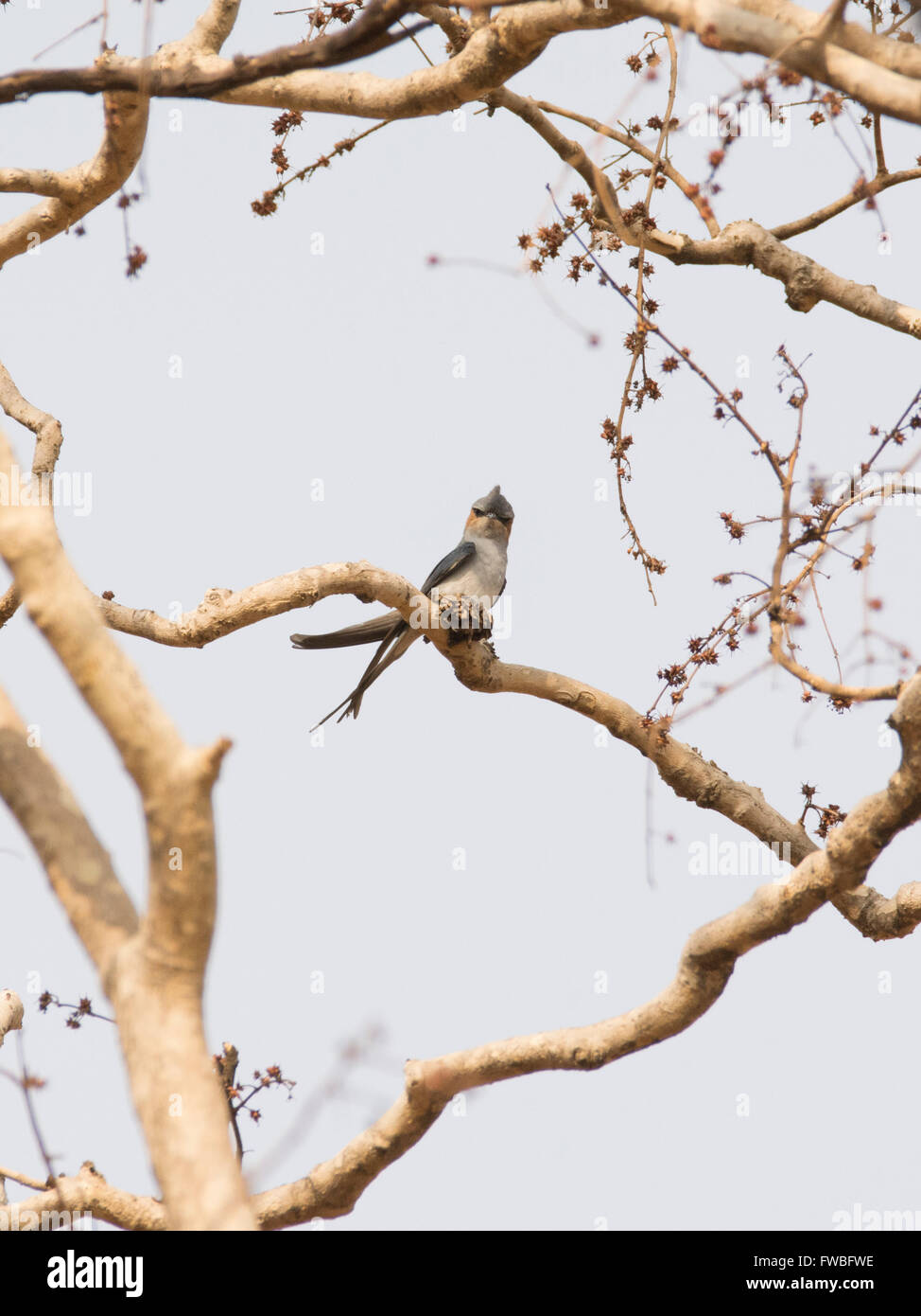 Crested swifts hi-res stock photography and images - Alamy