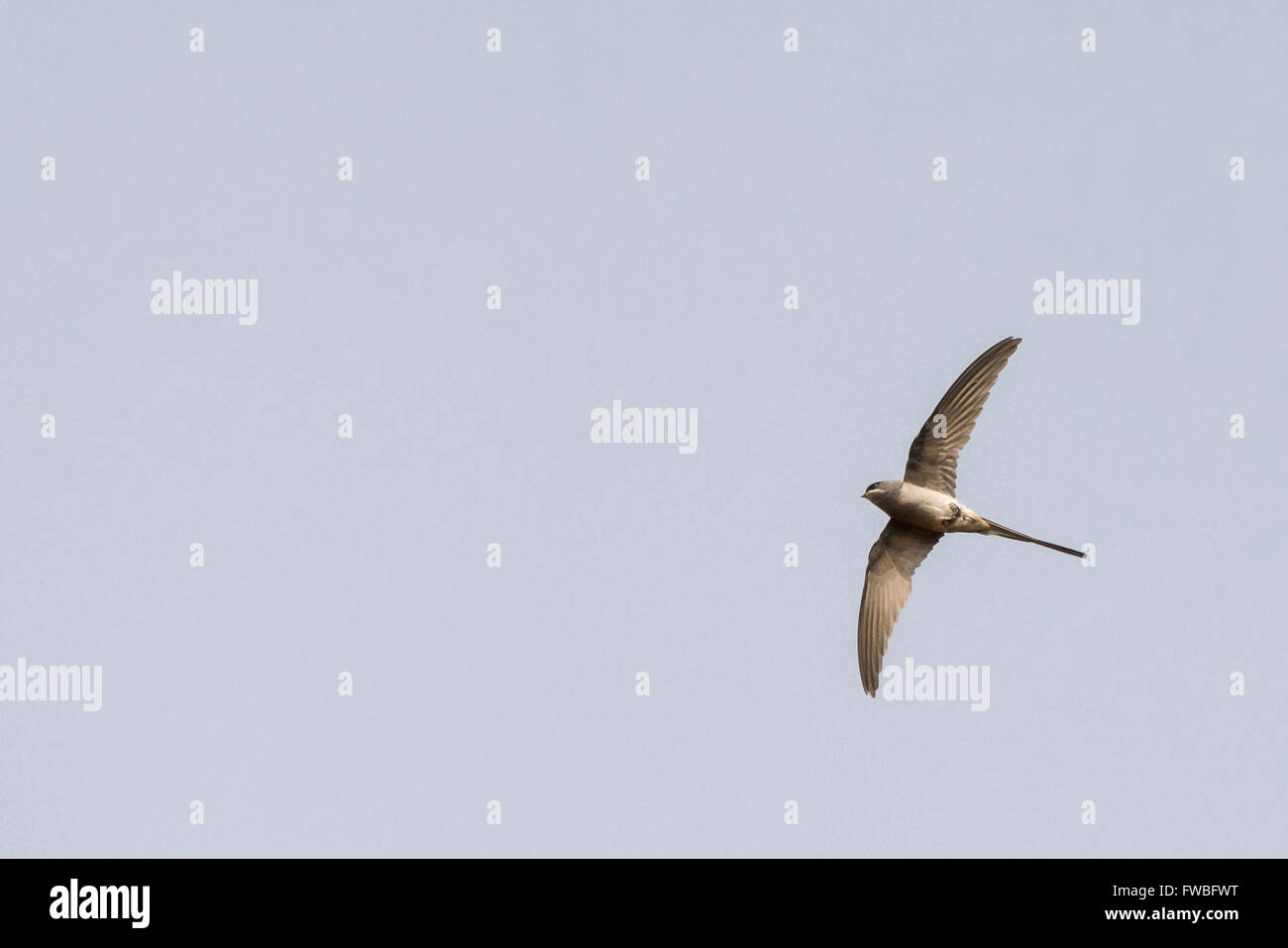 Crested Treeswift (Hemiprocne coronata) in flight Stock Photo - Alamy