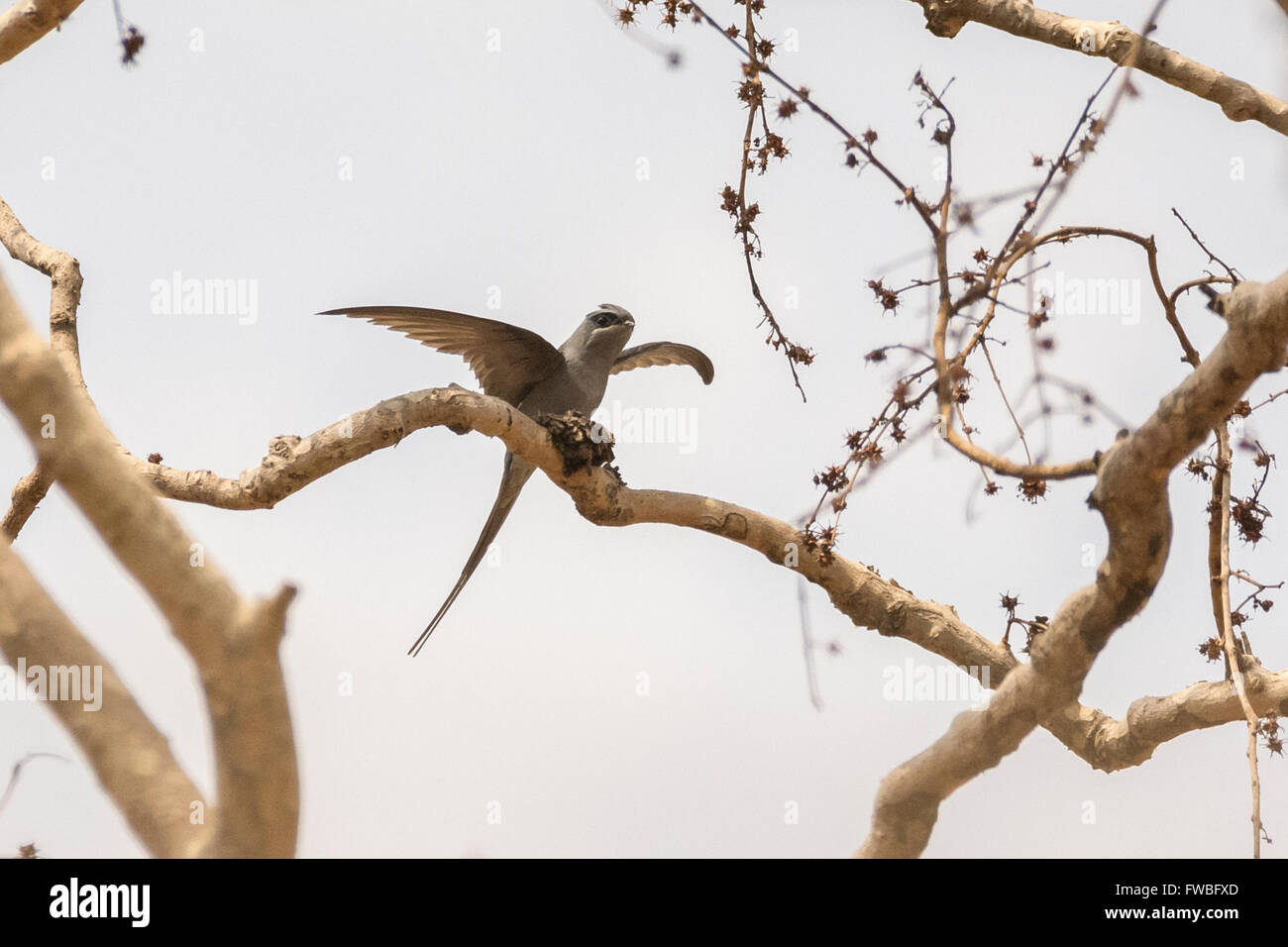 A female crested treeswift (Hemiprocne coronata) landing on its tiny ...