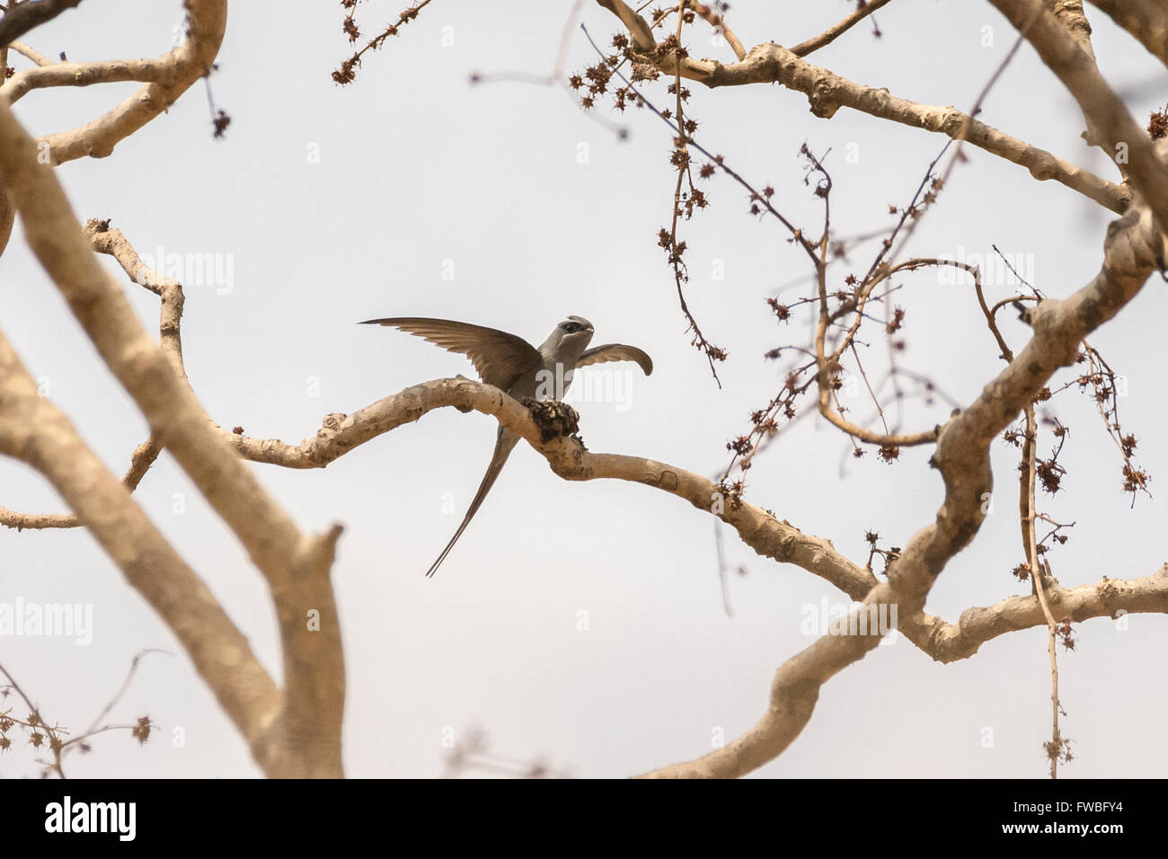 A female crested treeswift (Hemiprocne coronata) landing on its tiny ...