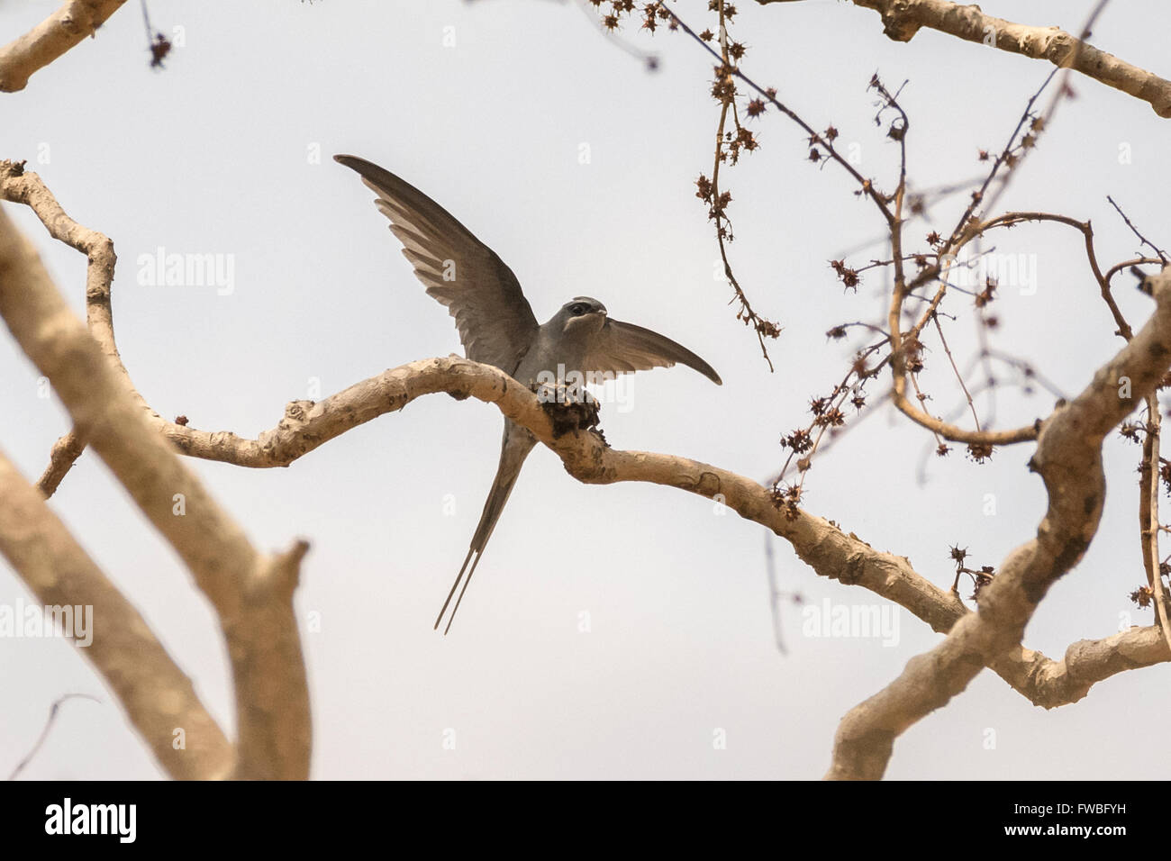 Landing on her nest High Resolution Stock Photography and Images - Alamy
