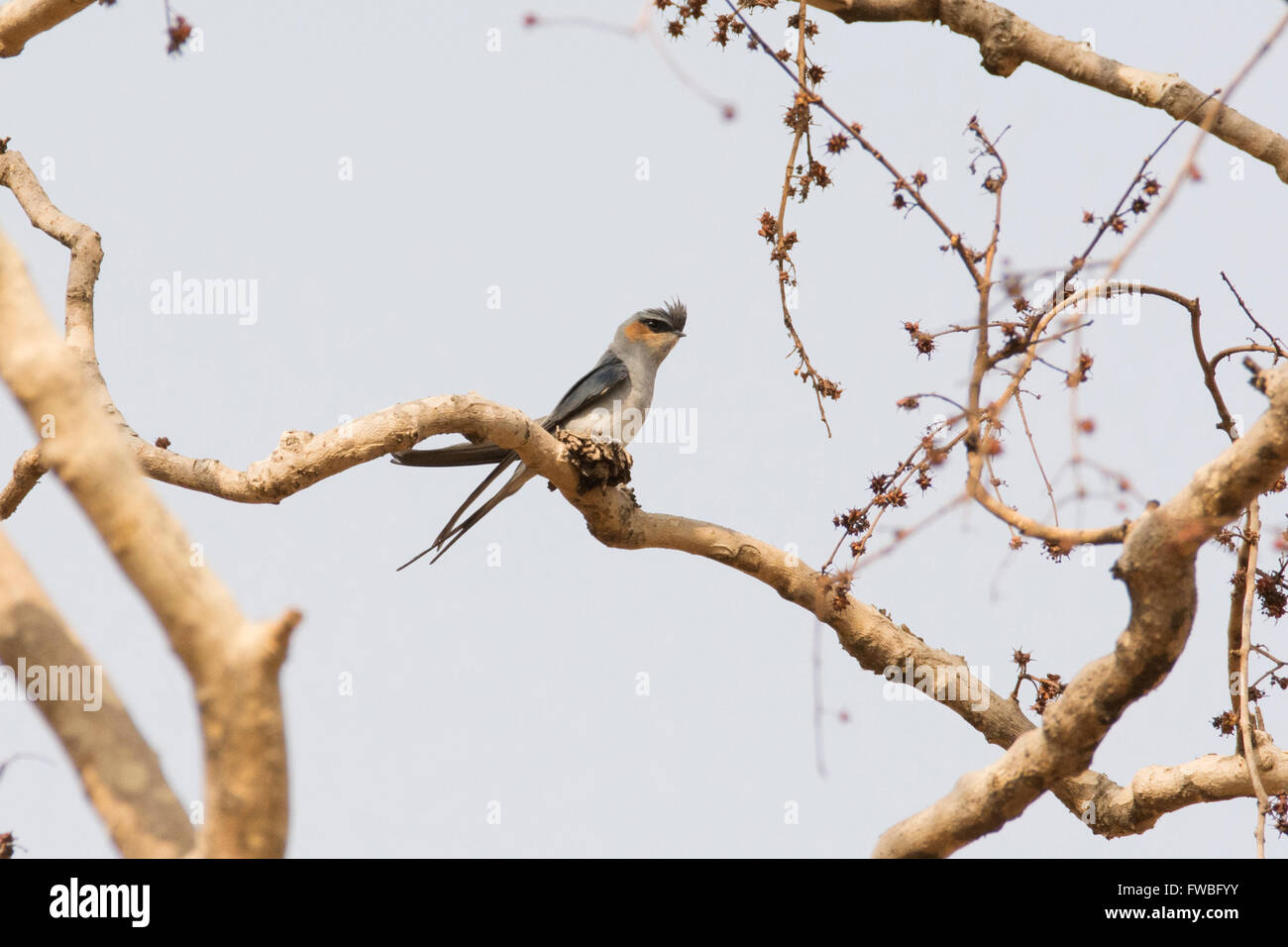 A male crested treeswift (Hemiprocne coronata) on its tiny nest at ...