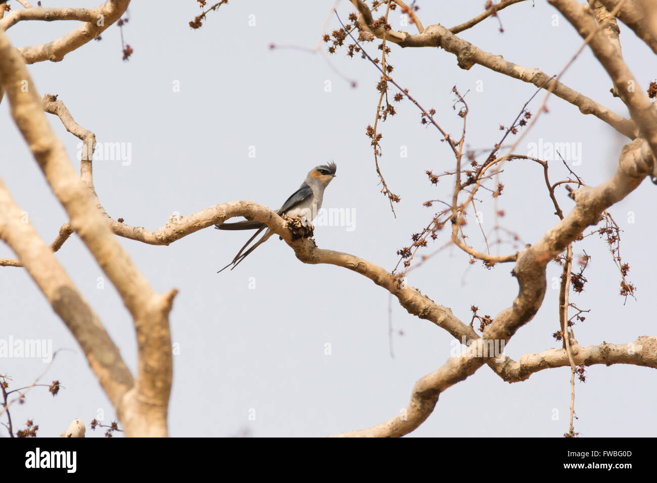 A male crested treeswift (Hemiprocne coronata) on its tiny nest at ...