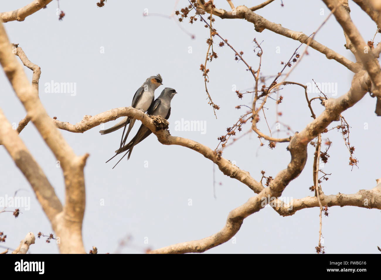 A pair of crested treeswifts (Hemiprocne coronata) on their tiny nest ...