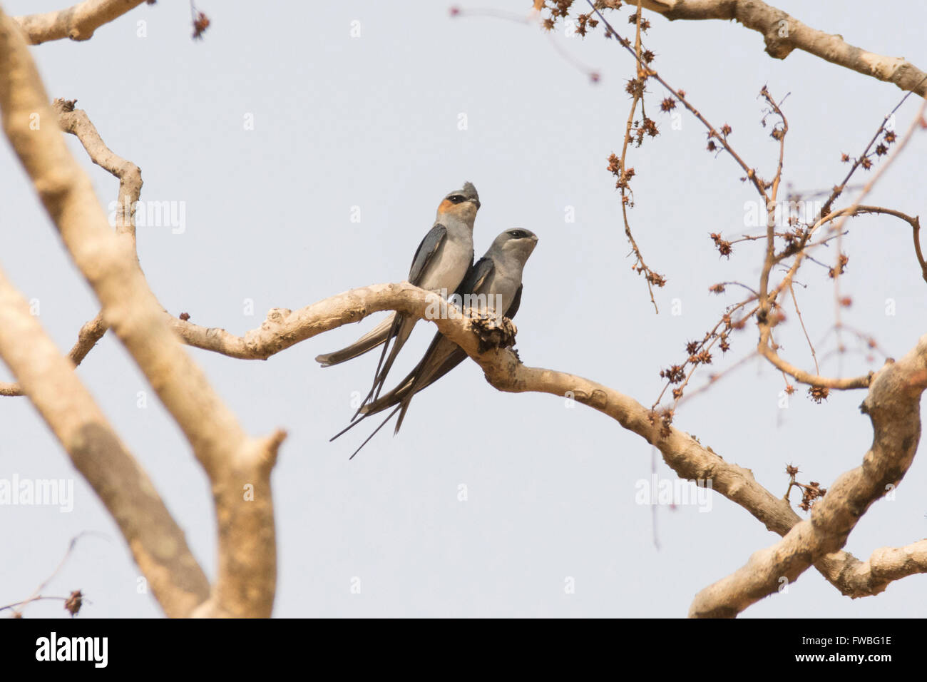 A pair of crested treeswifts (Hemiprocne coronata) on their tiny nest ...
