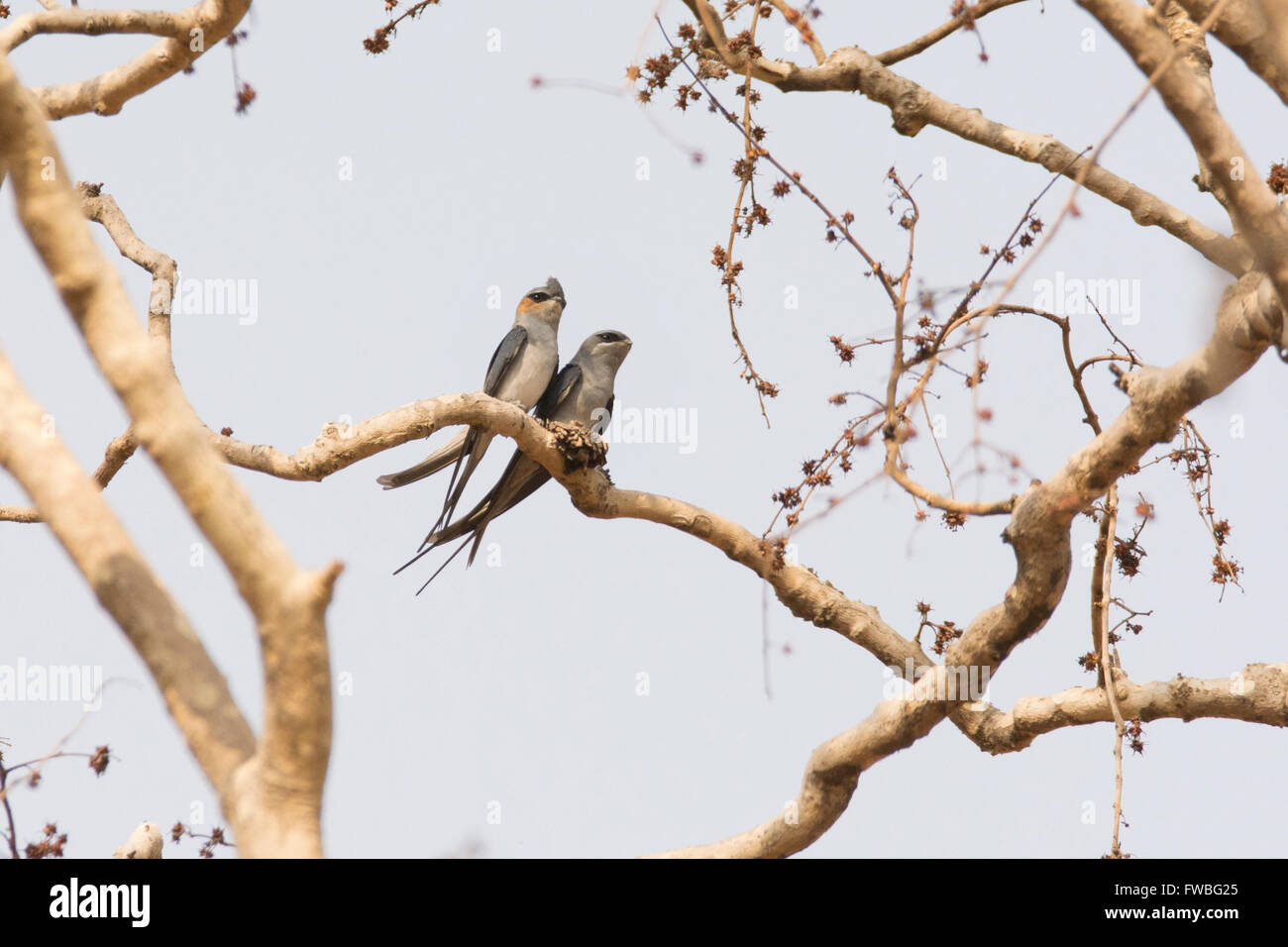 A pair of crested treeswifts (Hemiprocne coronata) on their tiny nest ...