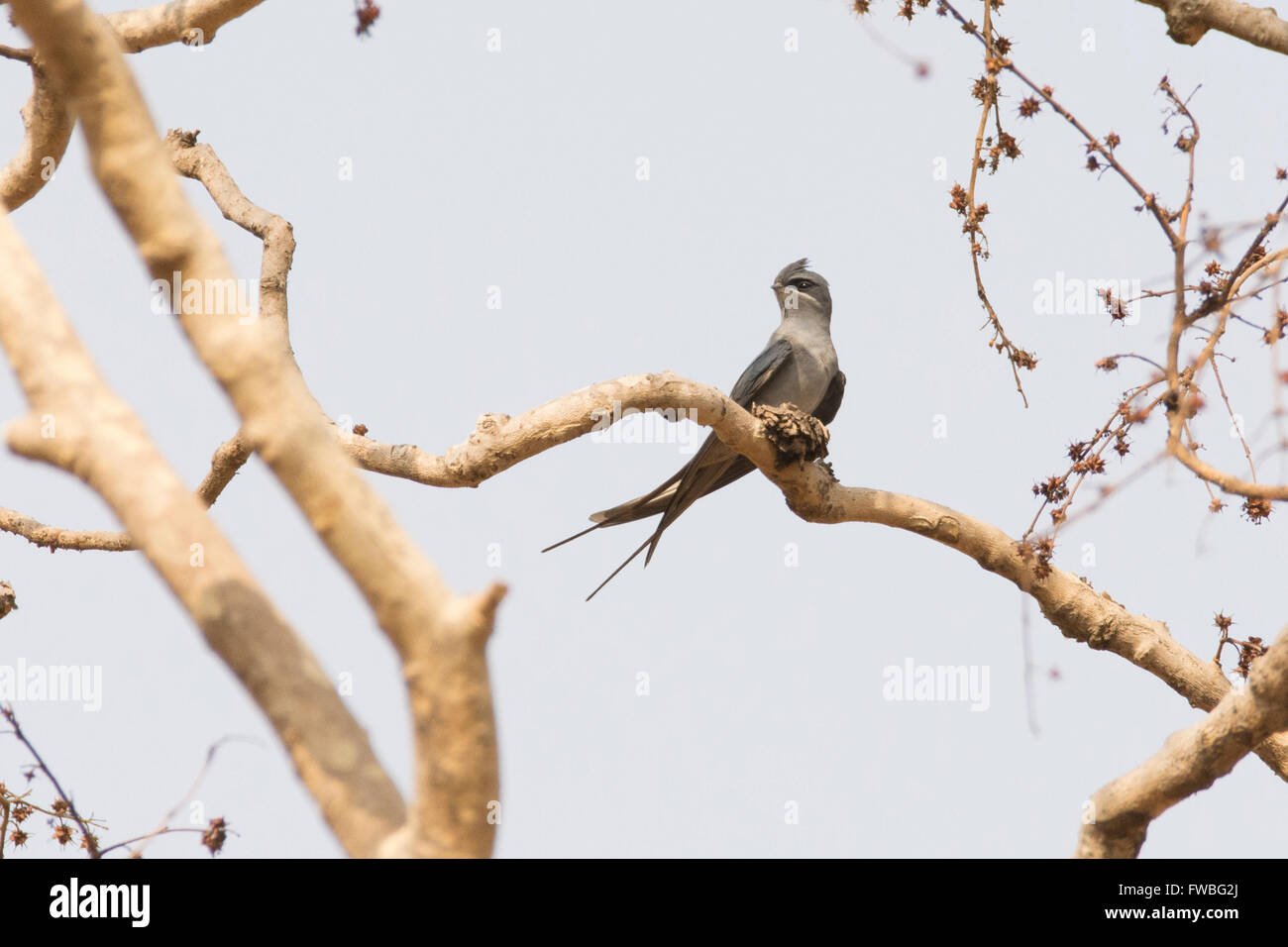 A female crested treeswift (Hemiprocne coronata) on its tiny nest at ...
