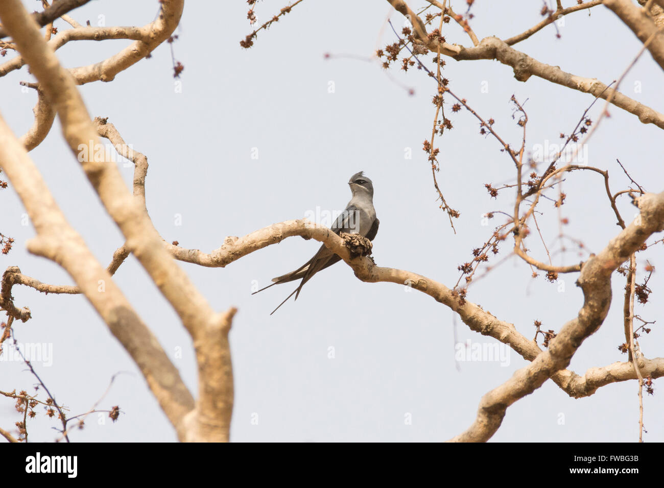 Female crested treeswift hemiprocne coronata hi-res stock photography ...
