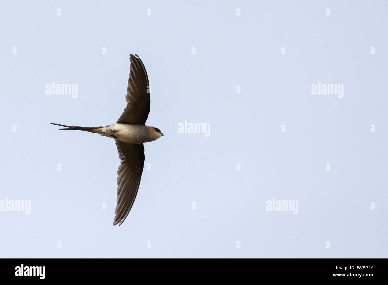 Crested Treeswift (Hemiprocne coronata) in flight Stock Photo - Alamy