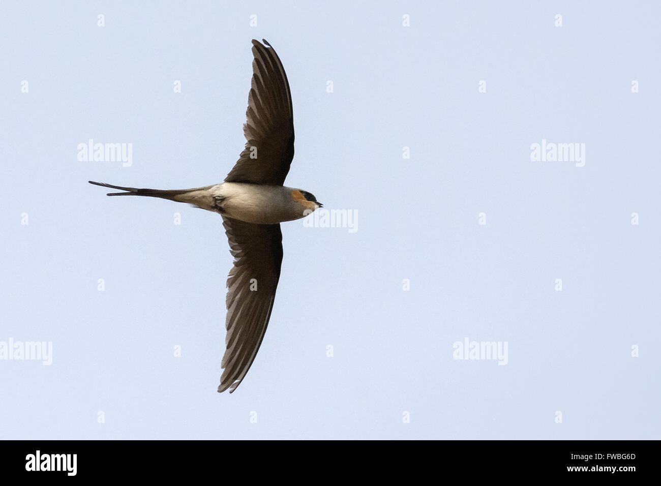 Crested Treeswift (Hemiprocne coronata) in flight Stock Photo - Alamy