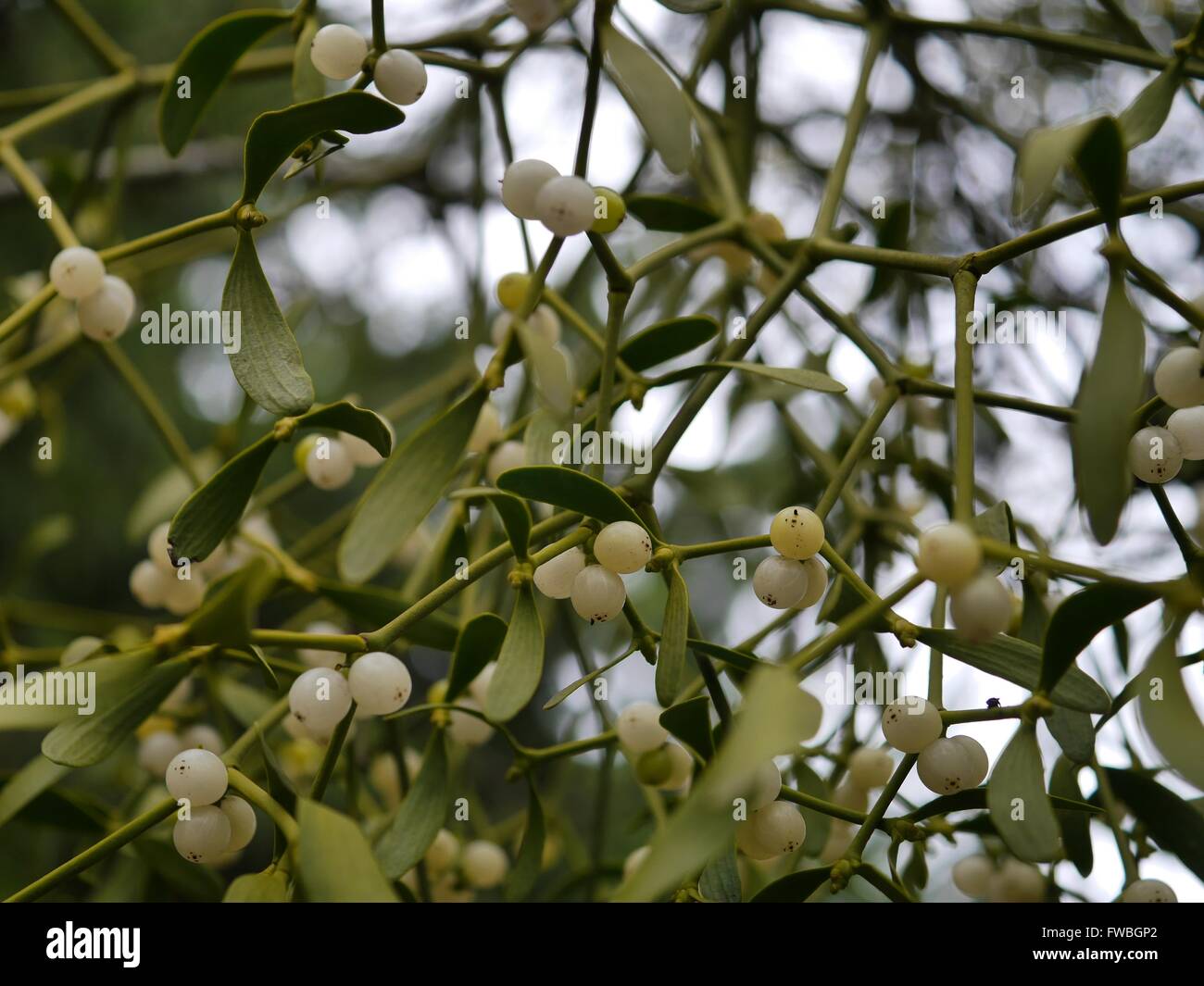 background with green mistletoe Stock Photo - Alamy