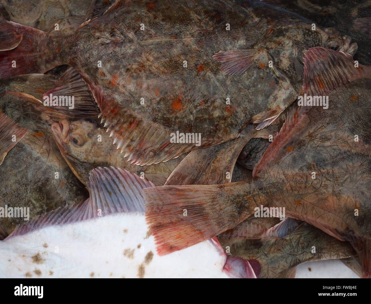 fishes flounder background close up Stock Photo - Alamy