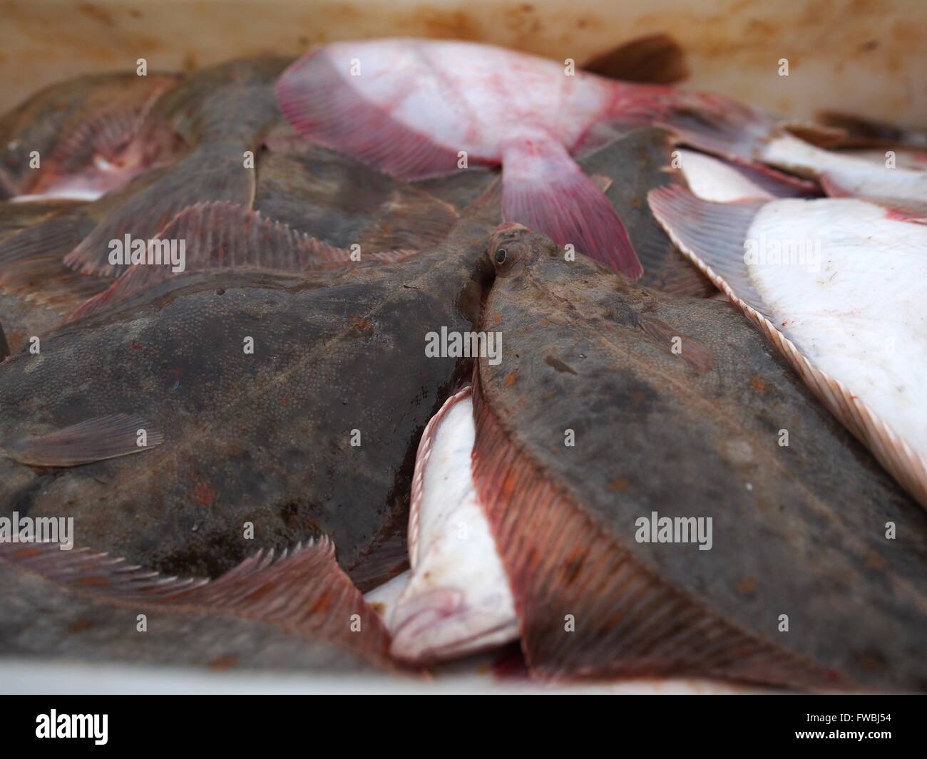 fishes flounder background close up Stock Photo - Alamy