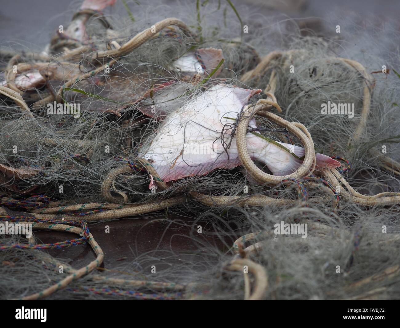 fish turbot in fishing net Stock Photo - Alamy